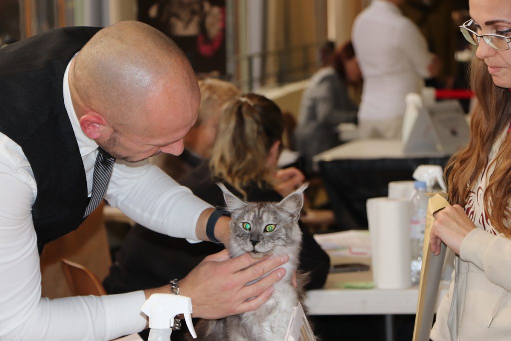 Salon du Chat - Ville de Nogent-sur-Marne