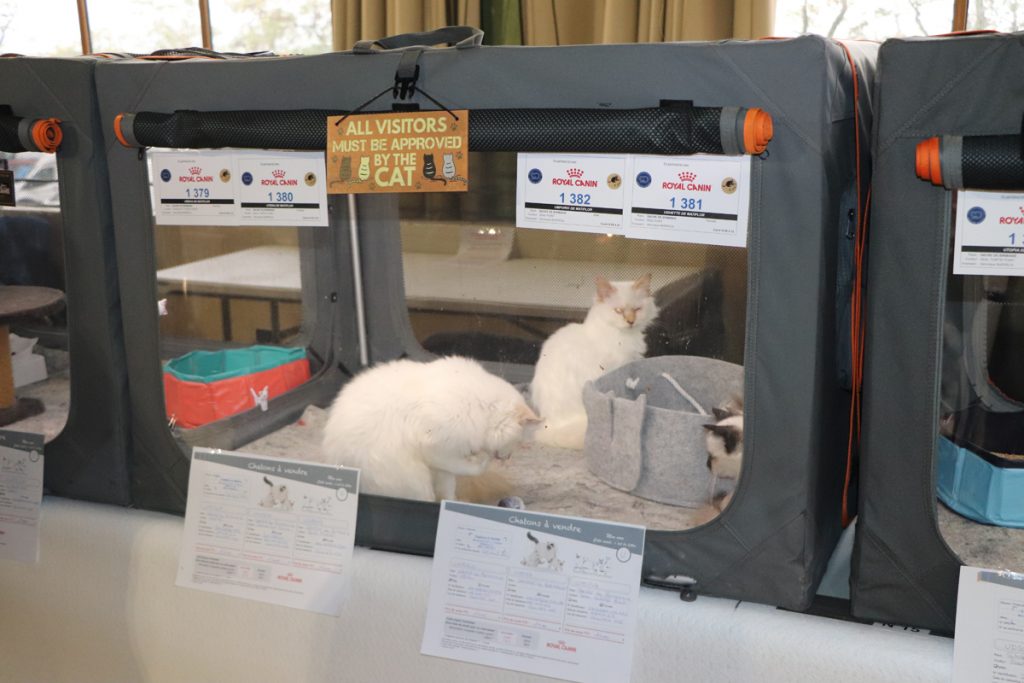 Salon du Chat - Ville de Nogent-sur-Marne